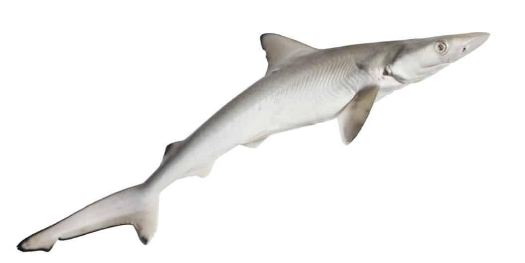 What is a Dogfish? | DogCentral