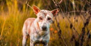 What Are the Common Causes of Pus in Dogs? | DogCentral