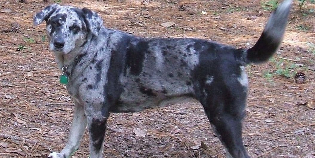 What Is a Catahoula Leopard Dog? (with pictures)
