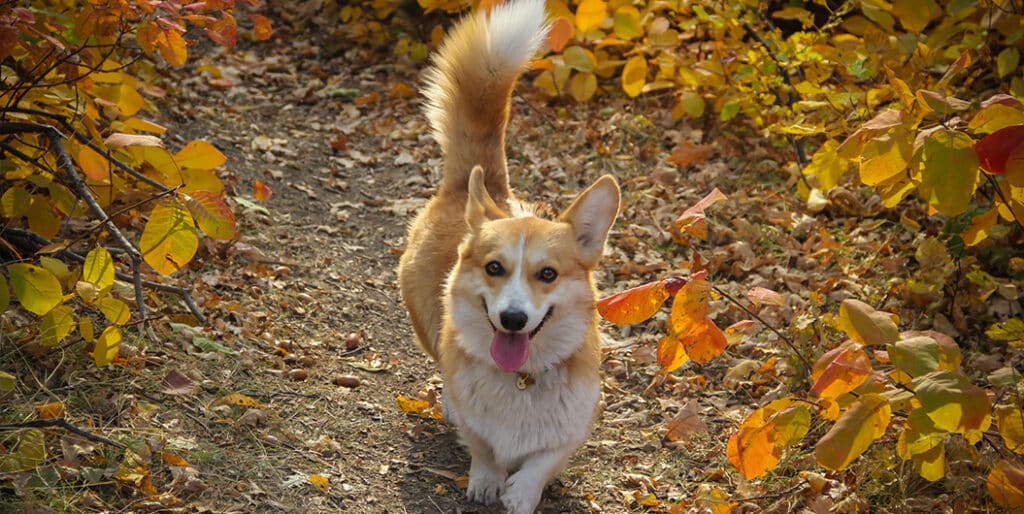 Is a Dog Always Happy When Wagging Its Tail? (with picture)