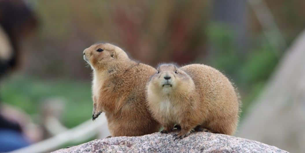 Why Do Prairie Dogs Kiss and Cuddle?