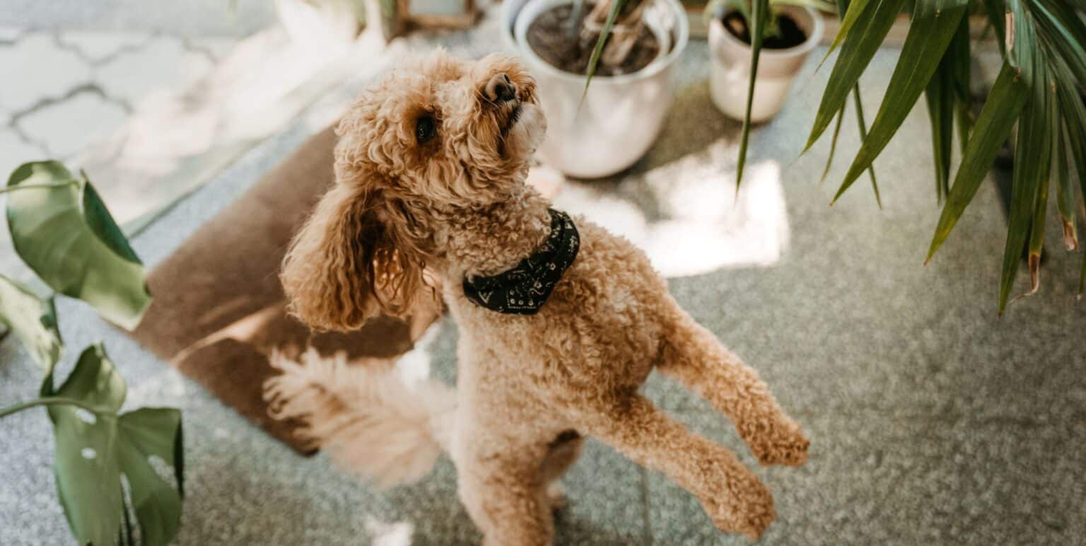 The Beginner's Guide to Zero-Waste Pet Care - The Zero-Waste Pet