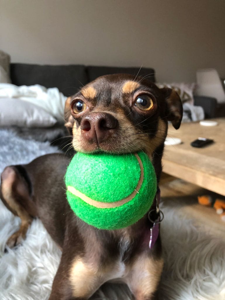 Pettable ESA Letter Review: Worth the Hype or Overrated?