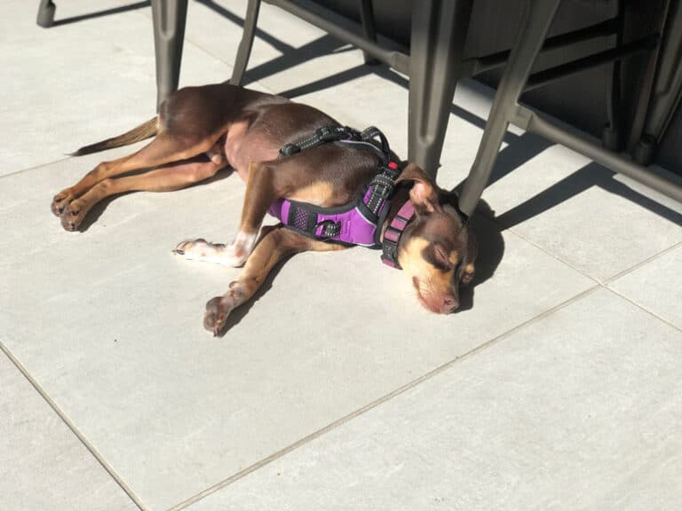 Pettable ESA Letter Review: Worth the Hype or Overrated?